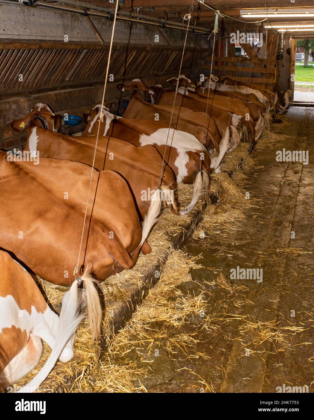 Lying cows in the stable of an alpine hut, Eng-Alm, Hinterriss, Tyrol ...