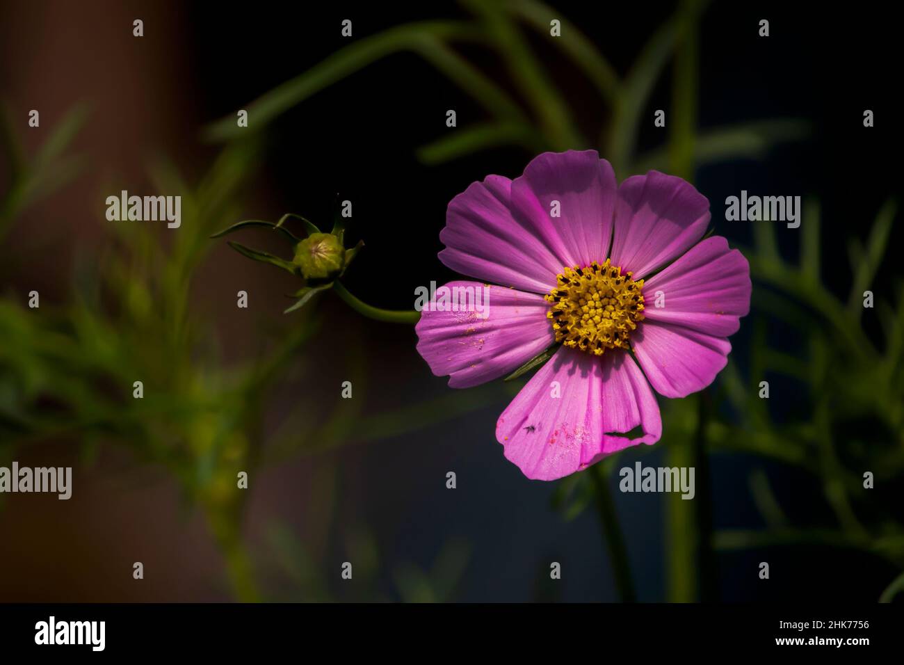 Beautiful cosmos flower hi-res stock photography and images - Alamy