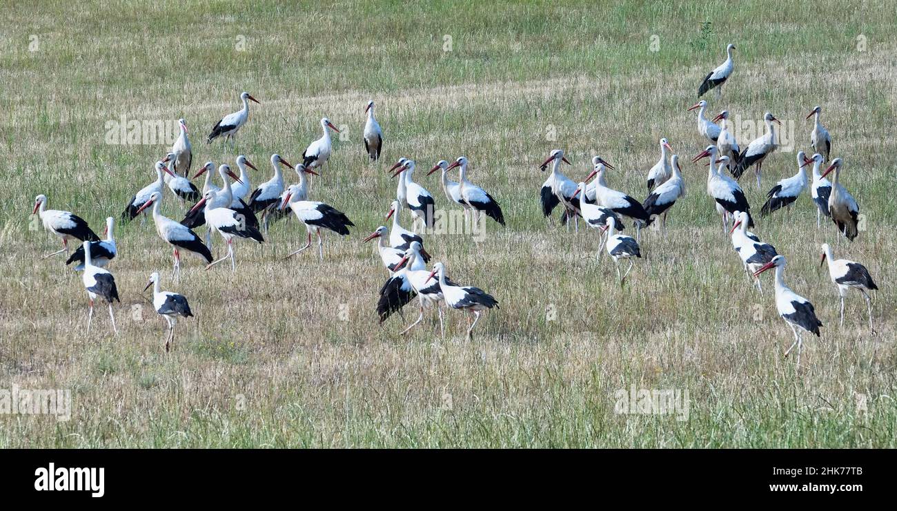 Flock of White Storks (Ciconia ciconia) in a field, Beira Alta ...