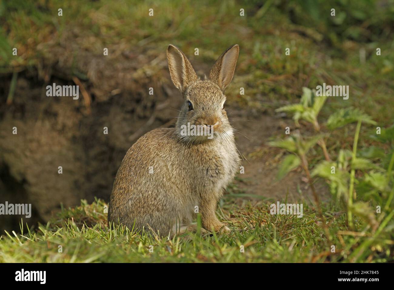 European rabbit (Oryctolagus cuniculus), Witten, North Rhine-Westphalia ...