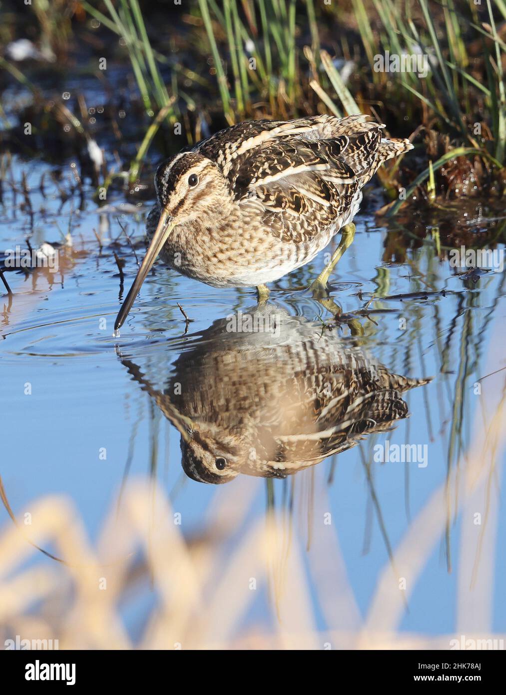 Common Snipe wading in shallow water Stock Photo - Alamy