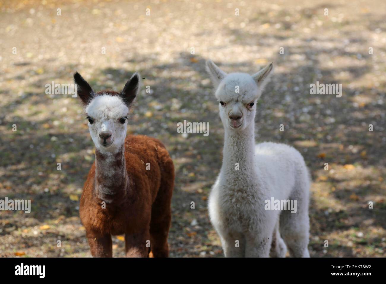 Alpakafarm hi-res stock photography and images - Alamy