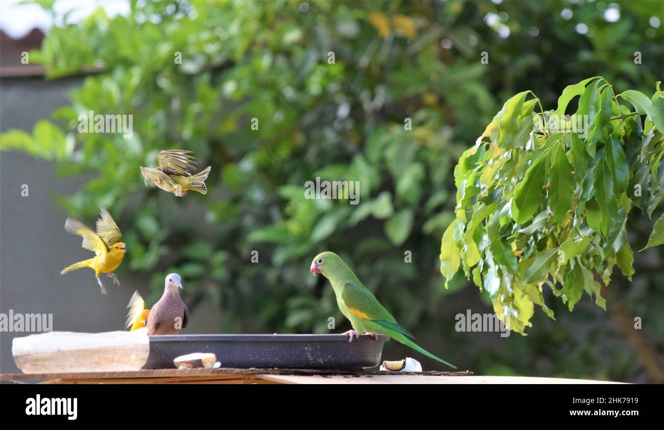 Fauna brasil hi-res stock photography and images - Alamy