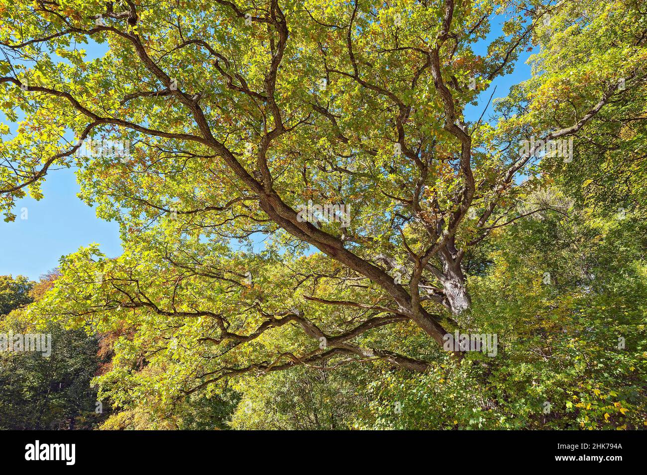 Autumn oak (Quercus), Bavaria, Germany Stock Photo - Alamy