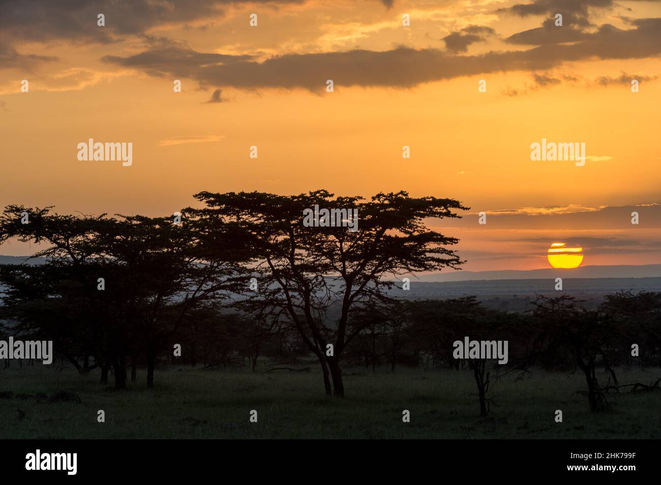 Acacias with setting sun, Masai Mara, Kenya Stock Photo - Alamy