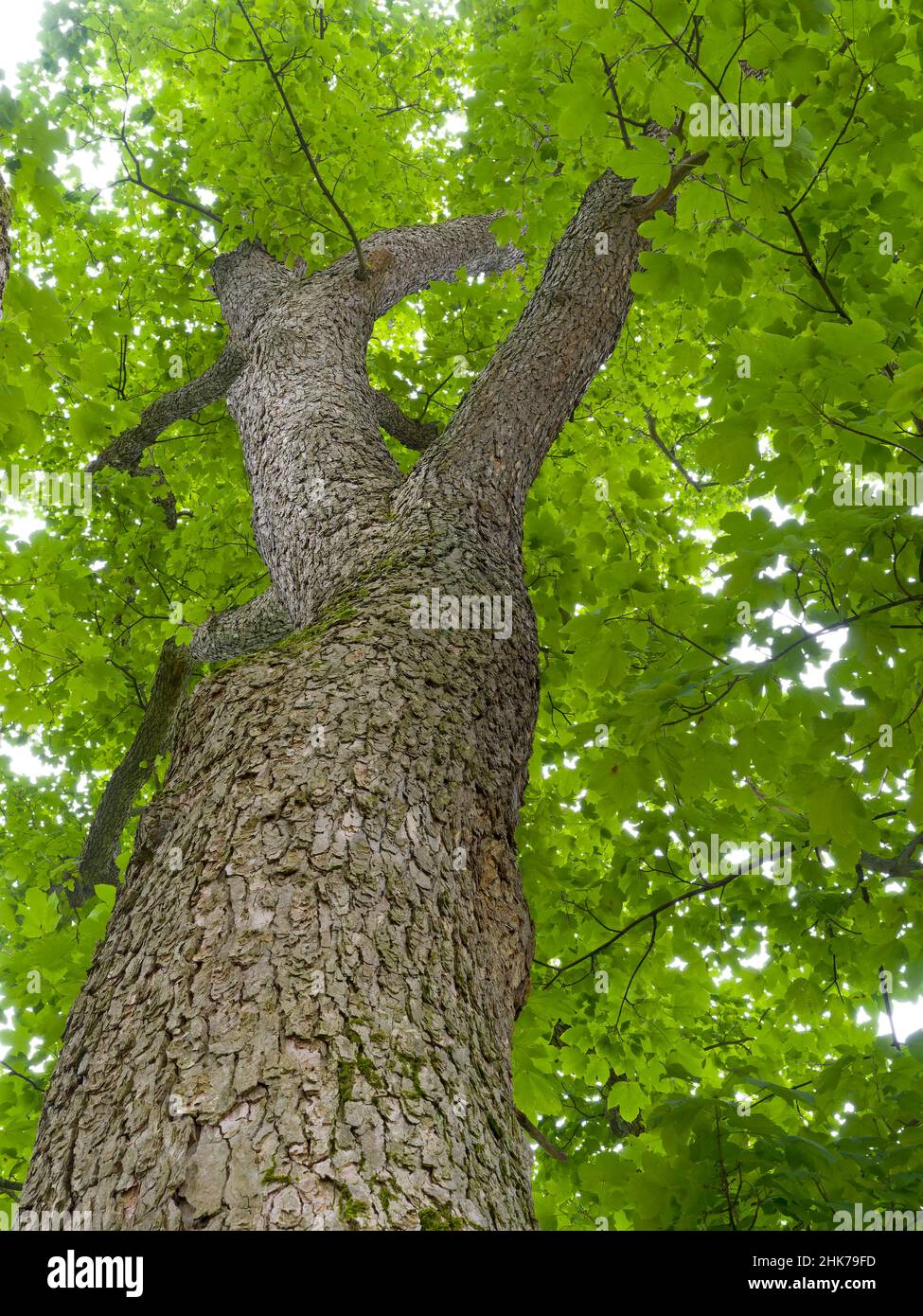 Maple (Acer), frog perspective, Belvedere Palace Garden, Weimar ...