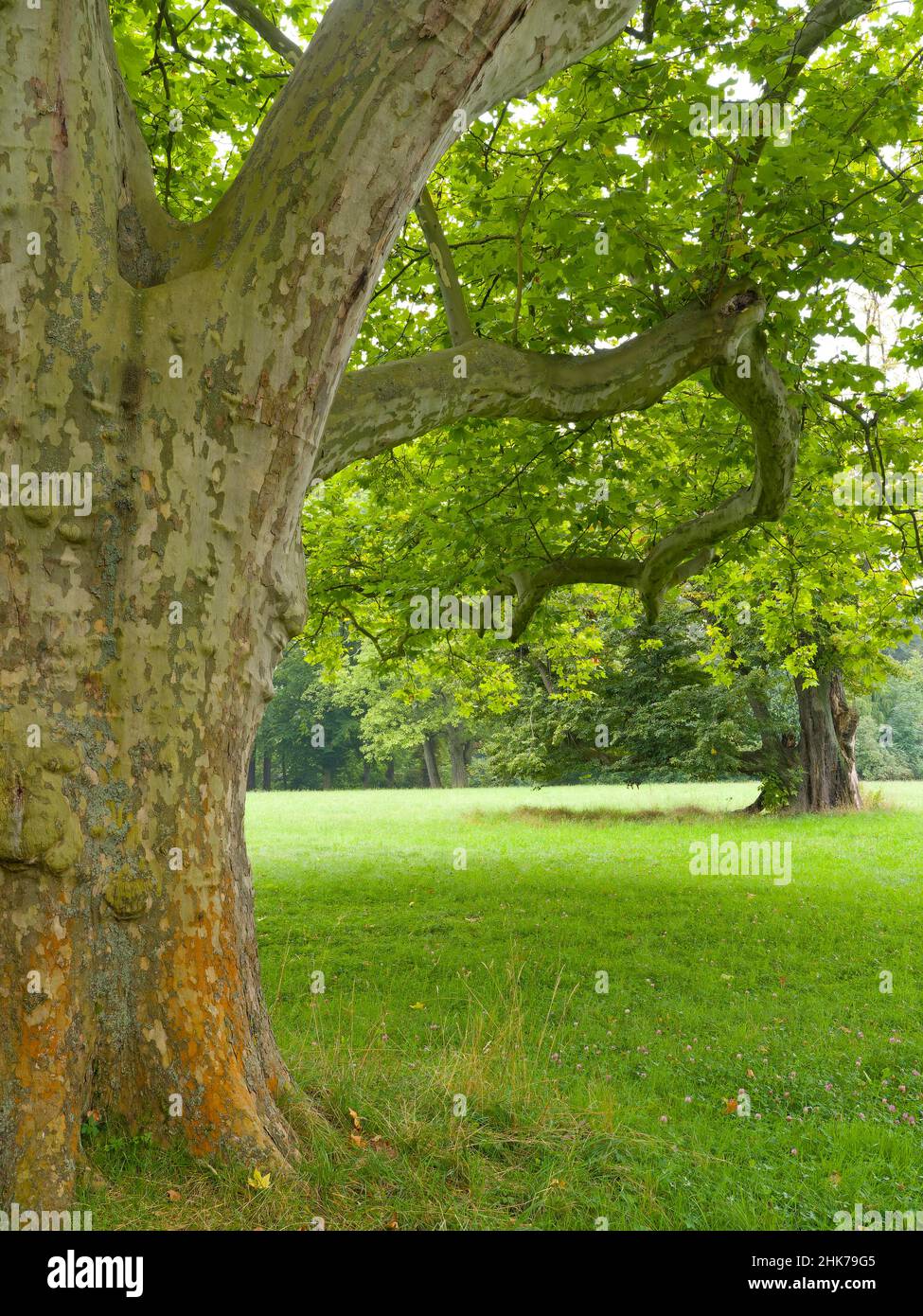 Old large plane tree (Platanus), Belvedere Palace Garden, Weimar ...