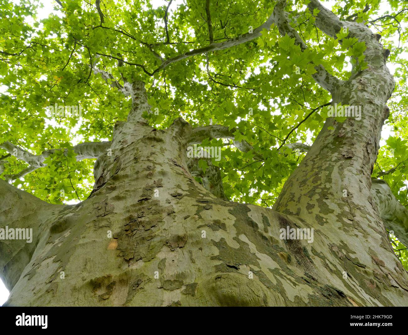 Old large plane tree (Platanus), frog perspective, Belvedere Palace ...