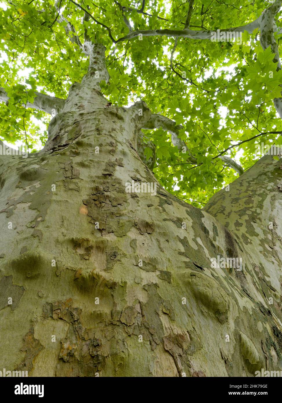 Old large plane tree (Platanus), frog perspective, Belvedere Palace ...