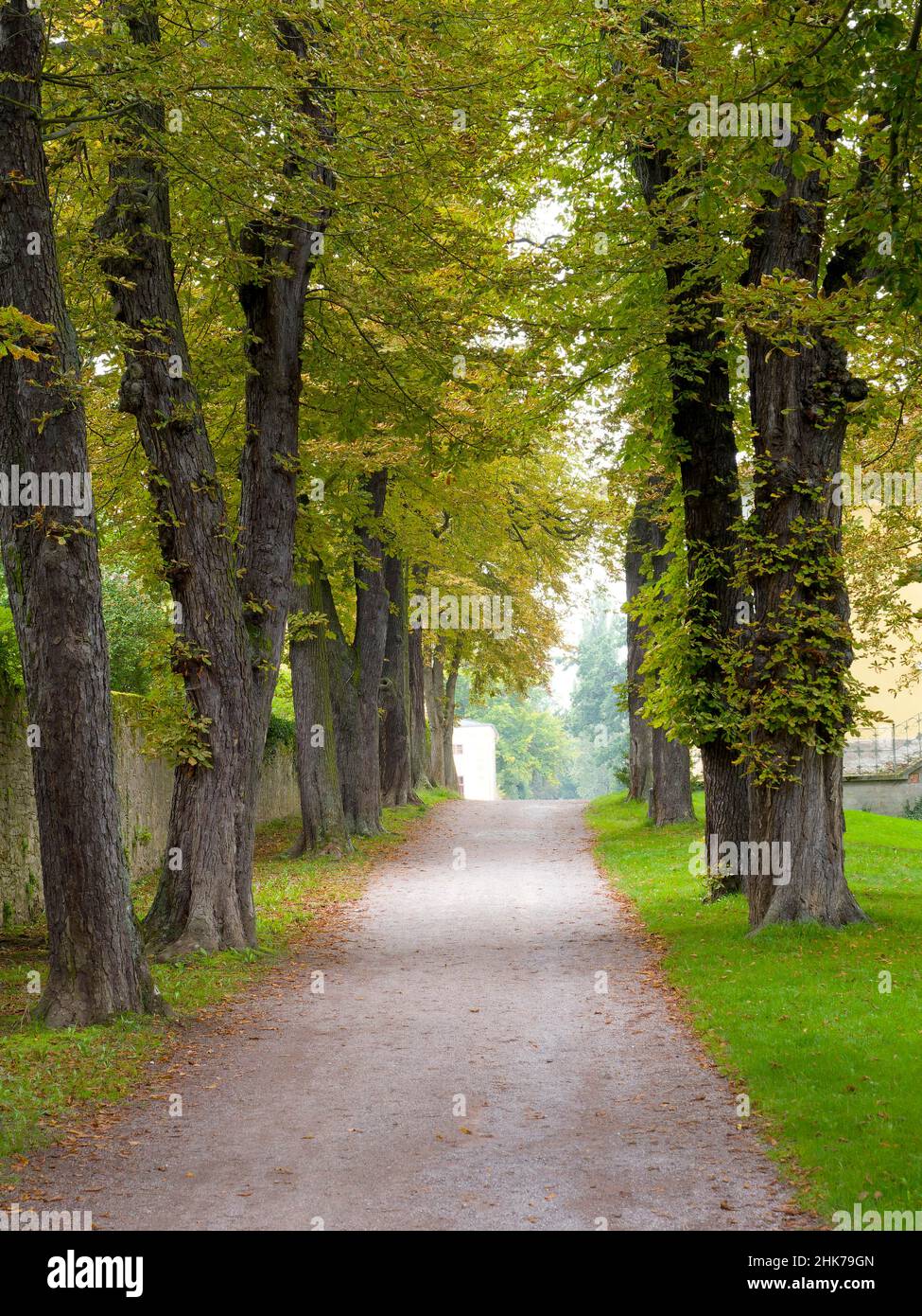 Avenue of trees with horse-chestnuts (Aesculus hippocastanum ...