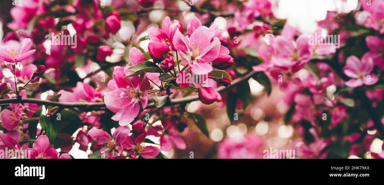 Colorful pink apple tree flowers during spring season in the park ...