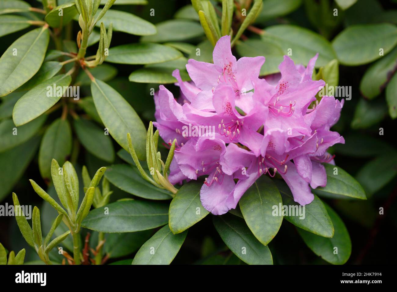 Purple rhododendron flower hi-res stock photography and images - Alamy