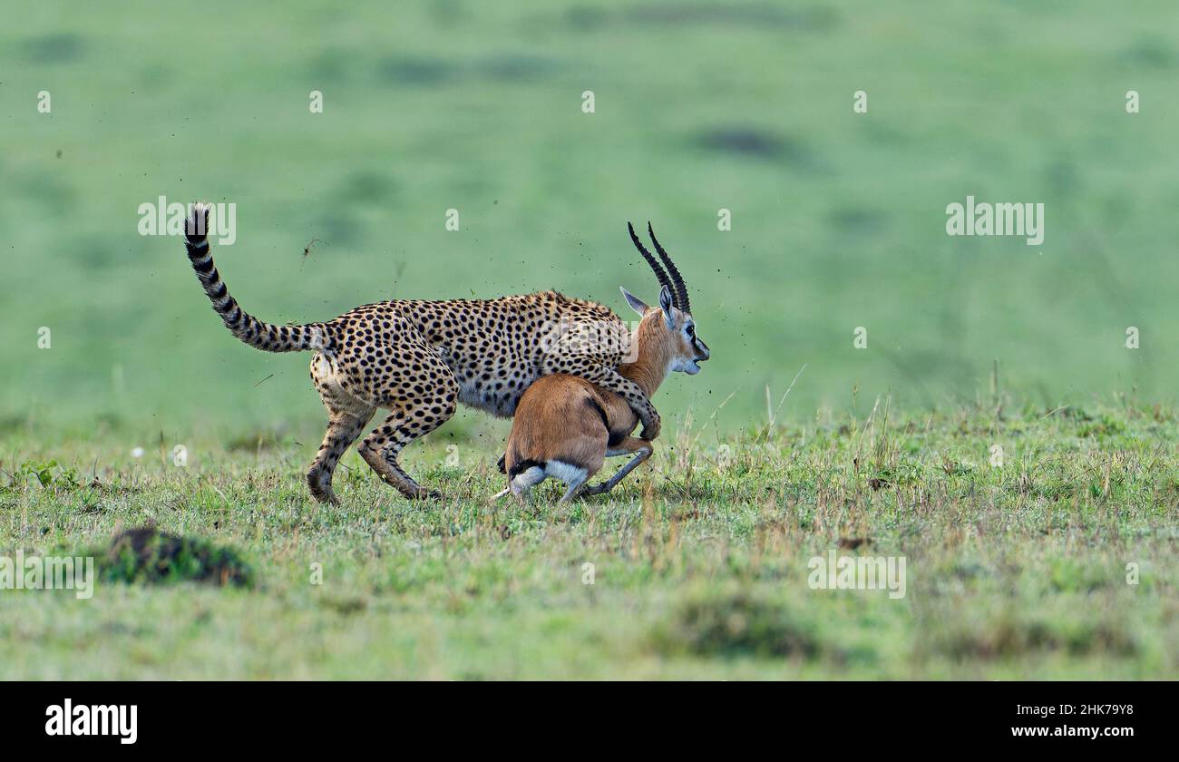 Cheetah (Acinonyx jubatus) chasing an old Thomson's gazelle buck, Masai ...