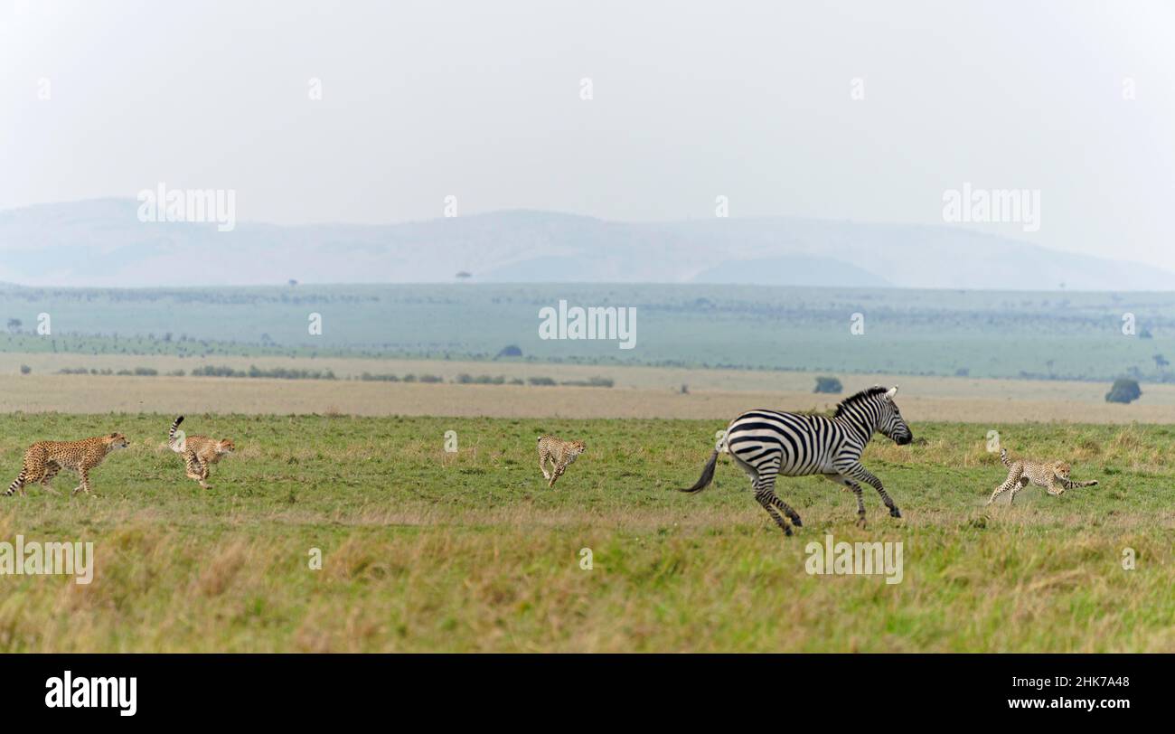 Cheetah hunt zebra hi-res stock photography and images - Alamy