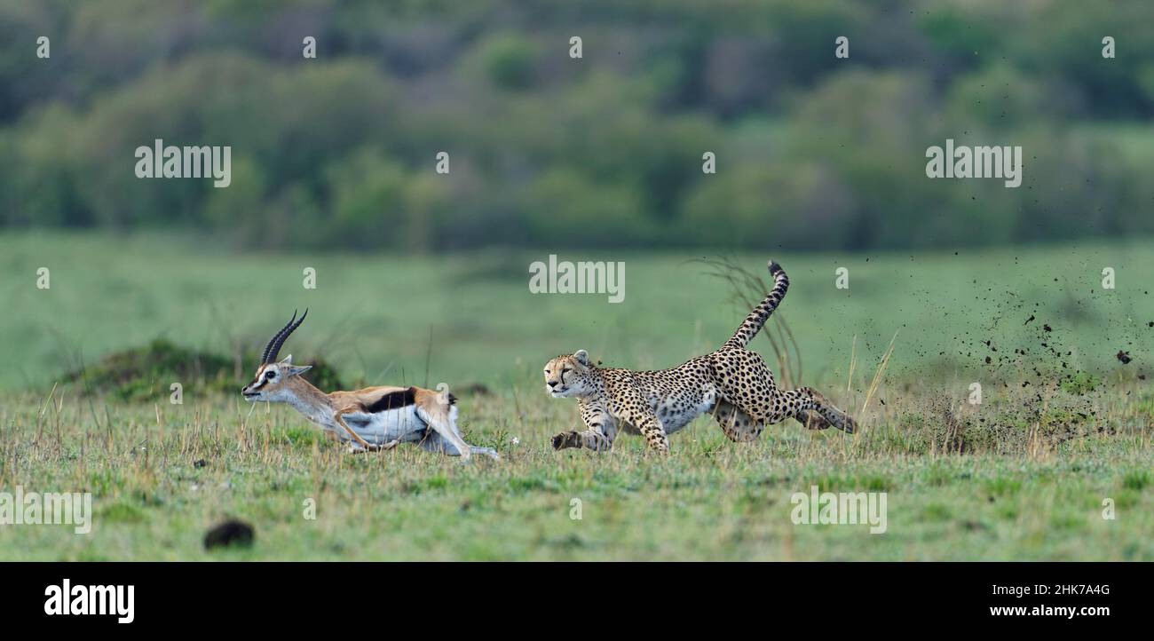 Cheetah (Acinonyx jubatus) chasing an old Thomson's gazelle buck, Masai ...
