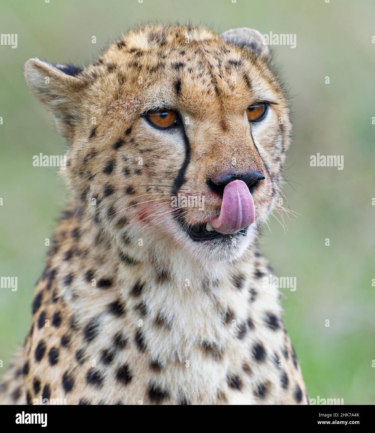 Cheetah head shot hi-res stock photography and images - Alamy