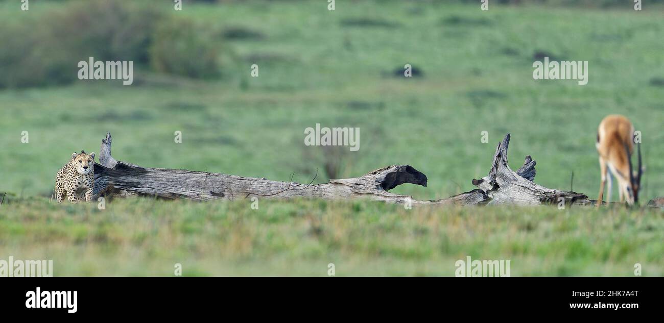 Cheetah (Acinonyx jubatus) chasing an old Thomson's gazelle buck, Masai ...