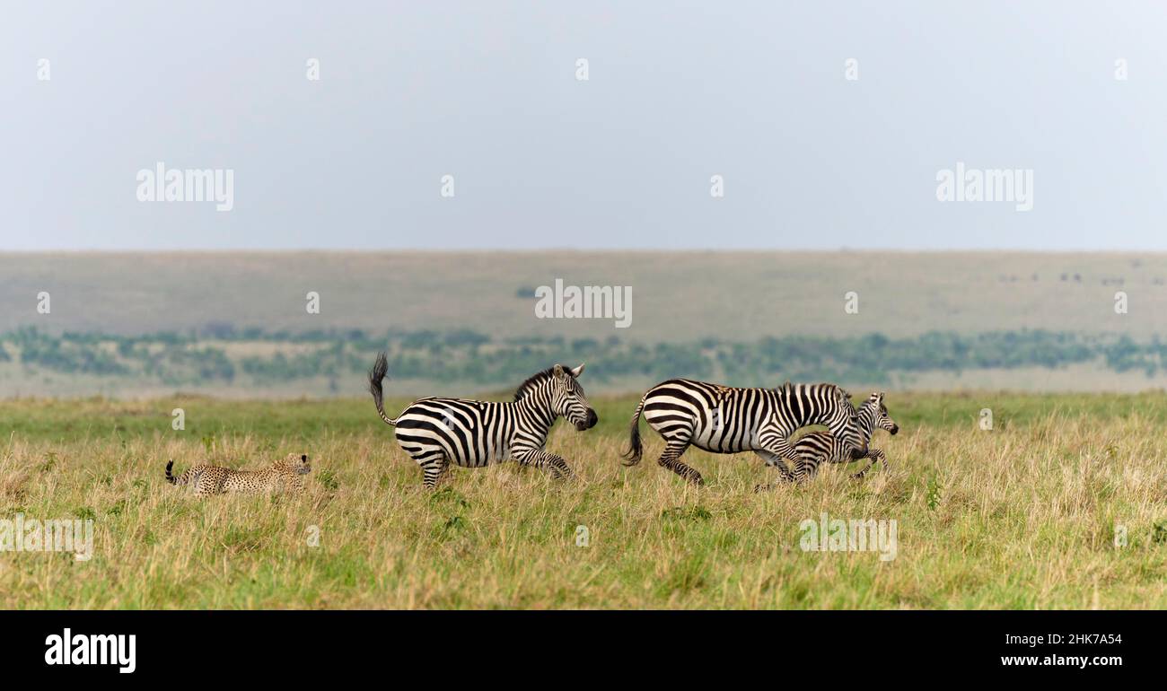 Cheetah Hunting Zebra