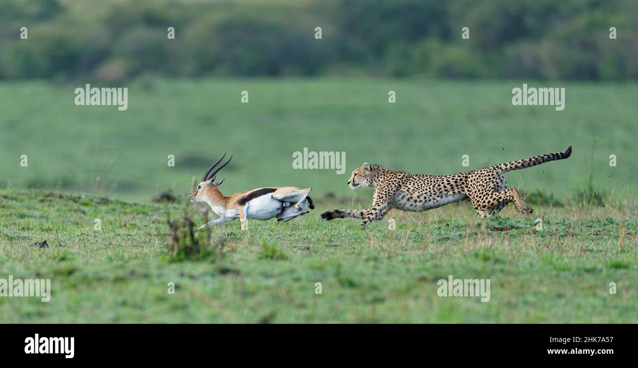 Cheetah (Acinonyx jubatus) chasing an old Thomson's gazelle buck, Masai ...
