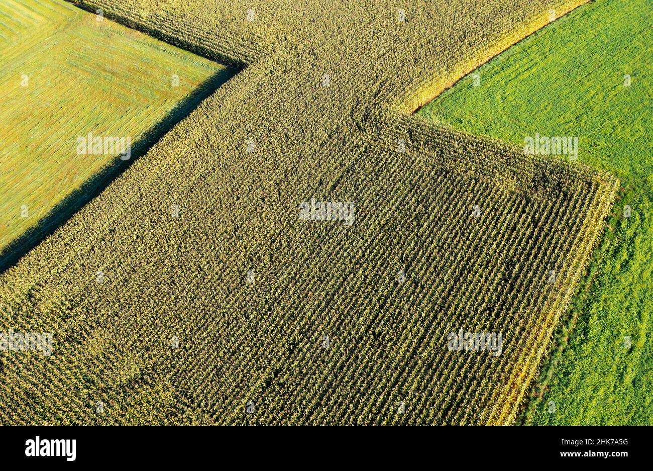 Drone image, maize field from above, agricultural landscape, Innviertel ...