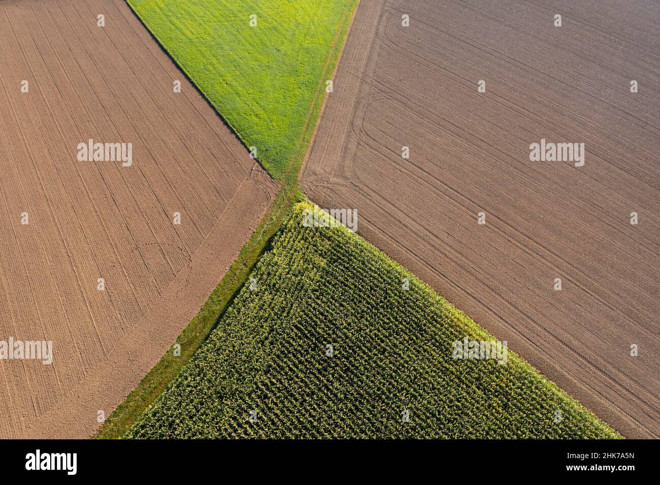 Drone image, maize field and harvested fields from above, agricultural ...