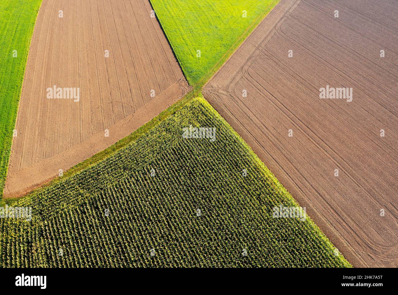 Drone image, maize field and harvested fields from above, agricultural ...