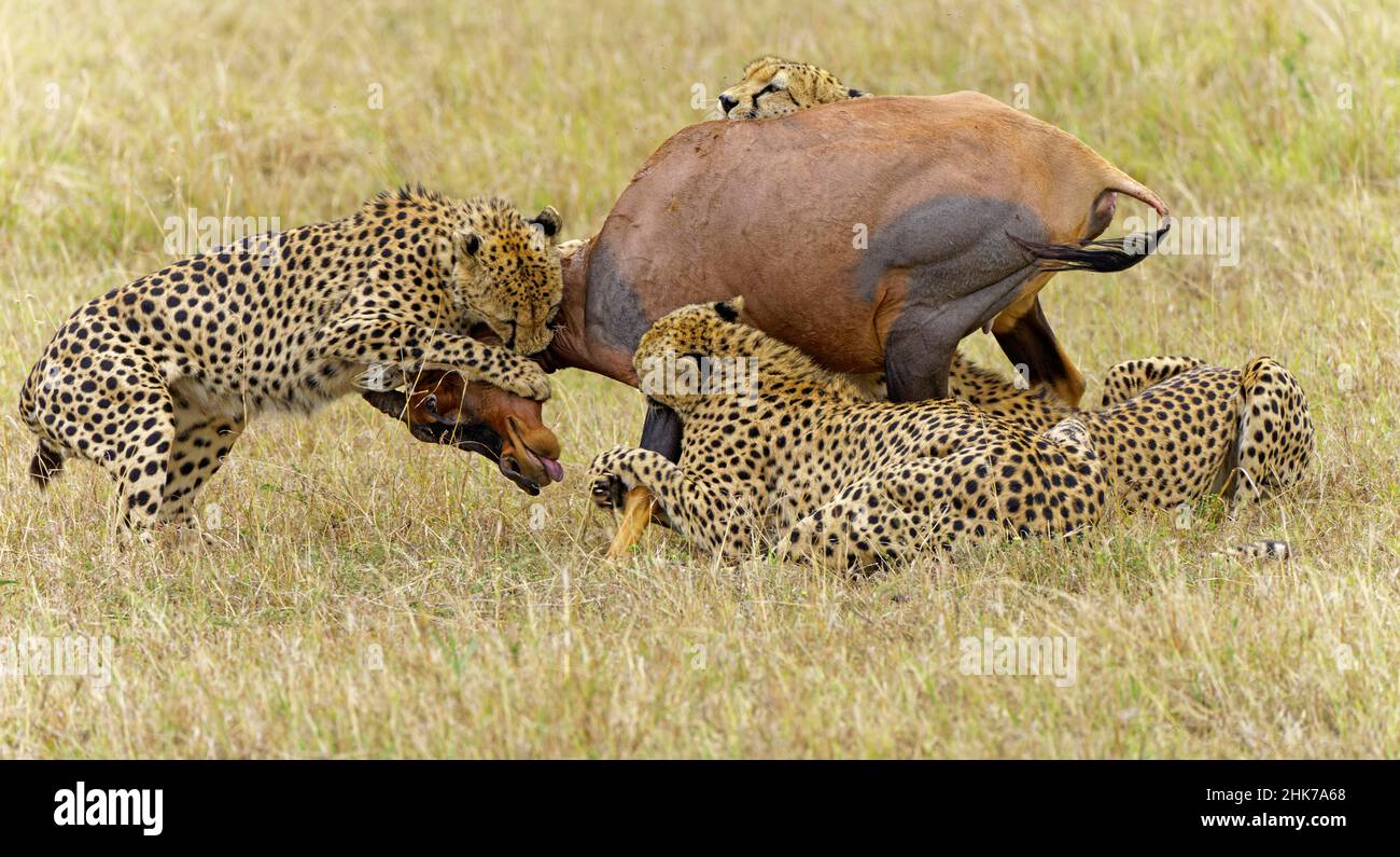 Four male cheetahs (Acinonyx jubatus) kill an adult sassaby (Damaliscus ...