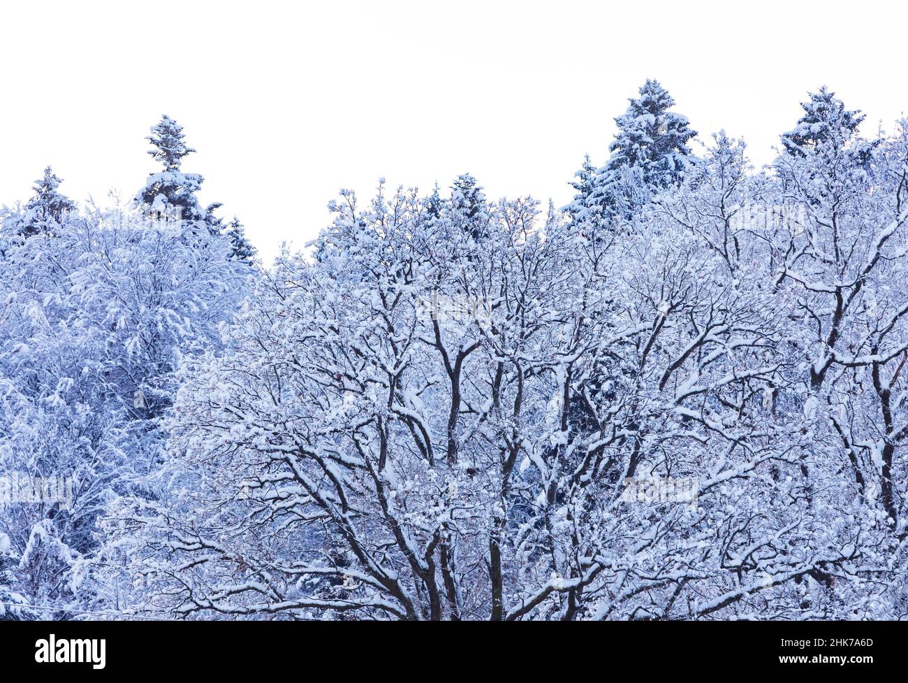 Oak (Quercus), Snowy branches, Oak trees, Salzkammergut, Upper Austria ...