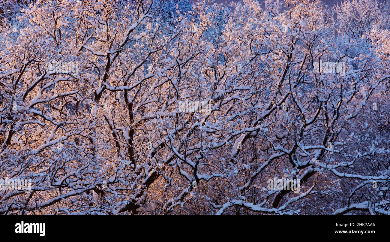 Oak (Quercus), Snowy branches, Oak trees, Salzkammergut, Upper Austria ...