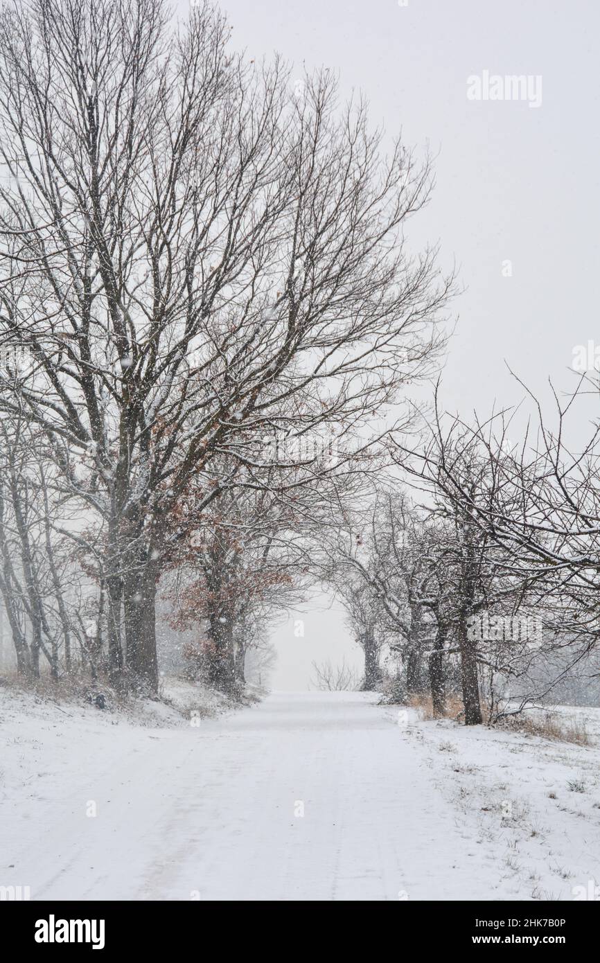 A snowy path through trees in heavy snowfall Stock Photo - Alamy