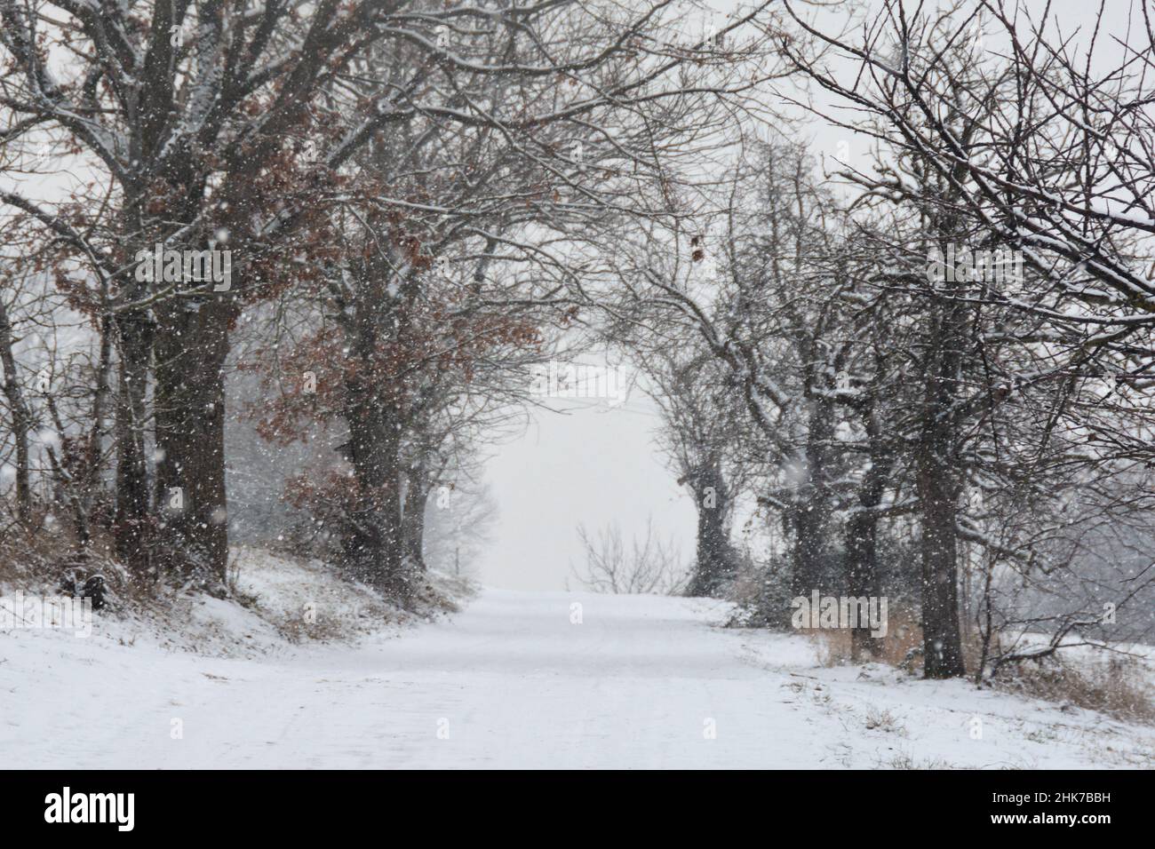A snowy path through trees in heavy snowfall Stock Photo - Alamy