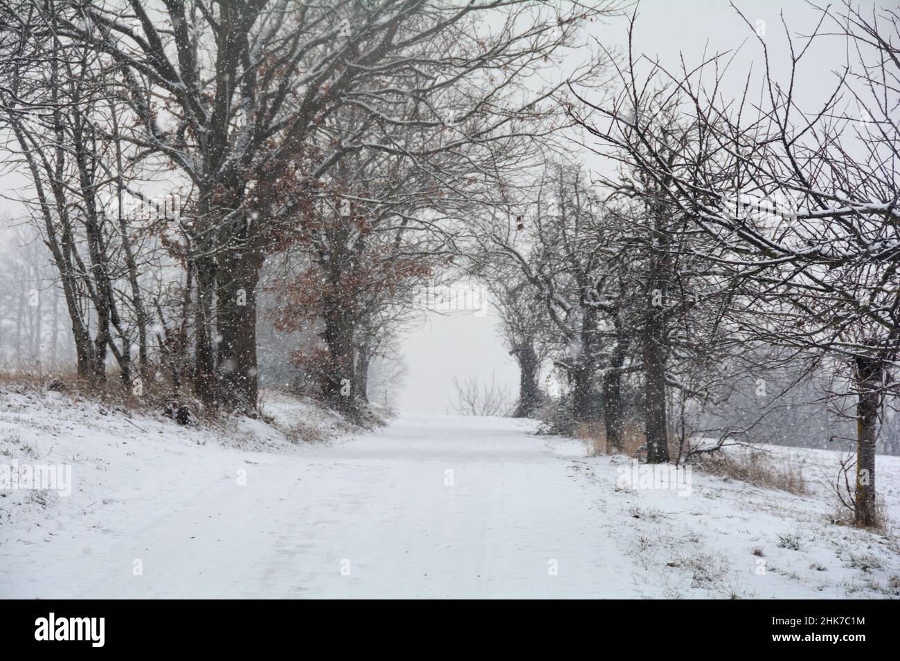 A snowy path through trees in heavy snowfall Stock Photo - Alamy