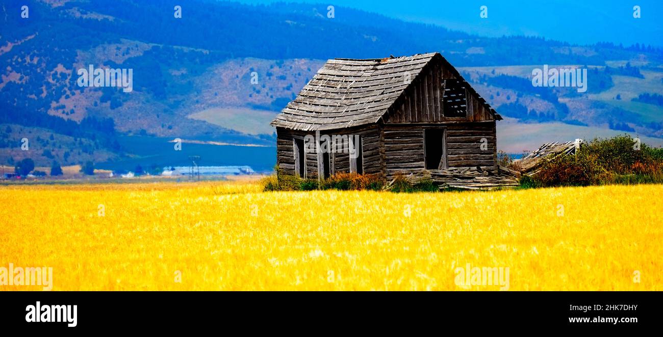 Cabin old homestead on farmground with field of grain Stock Photo - Alamy