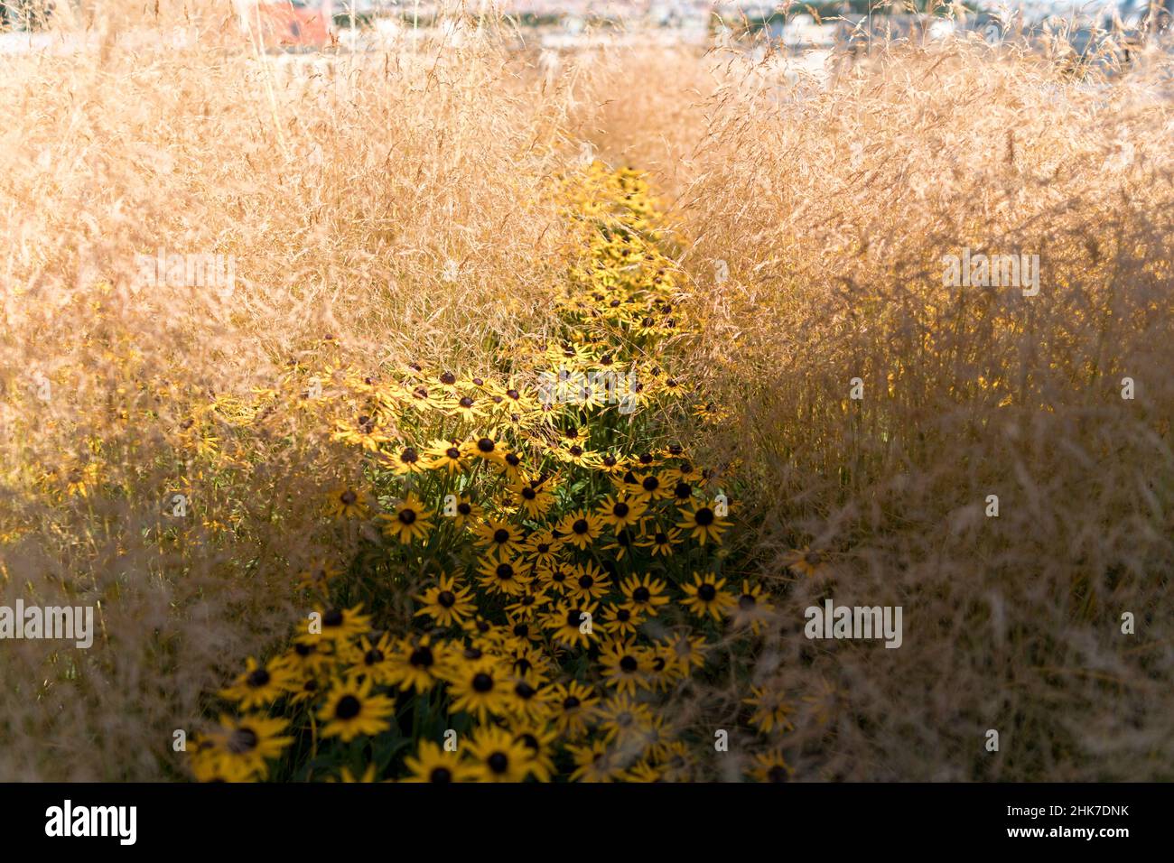 Modern ecological green roofs on office buildings in Prague Stock Photo ... Modern ecological green roofs on office buildings in Prague Stock Photo ...