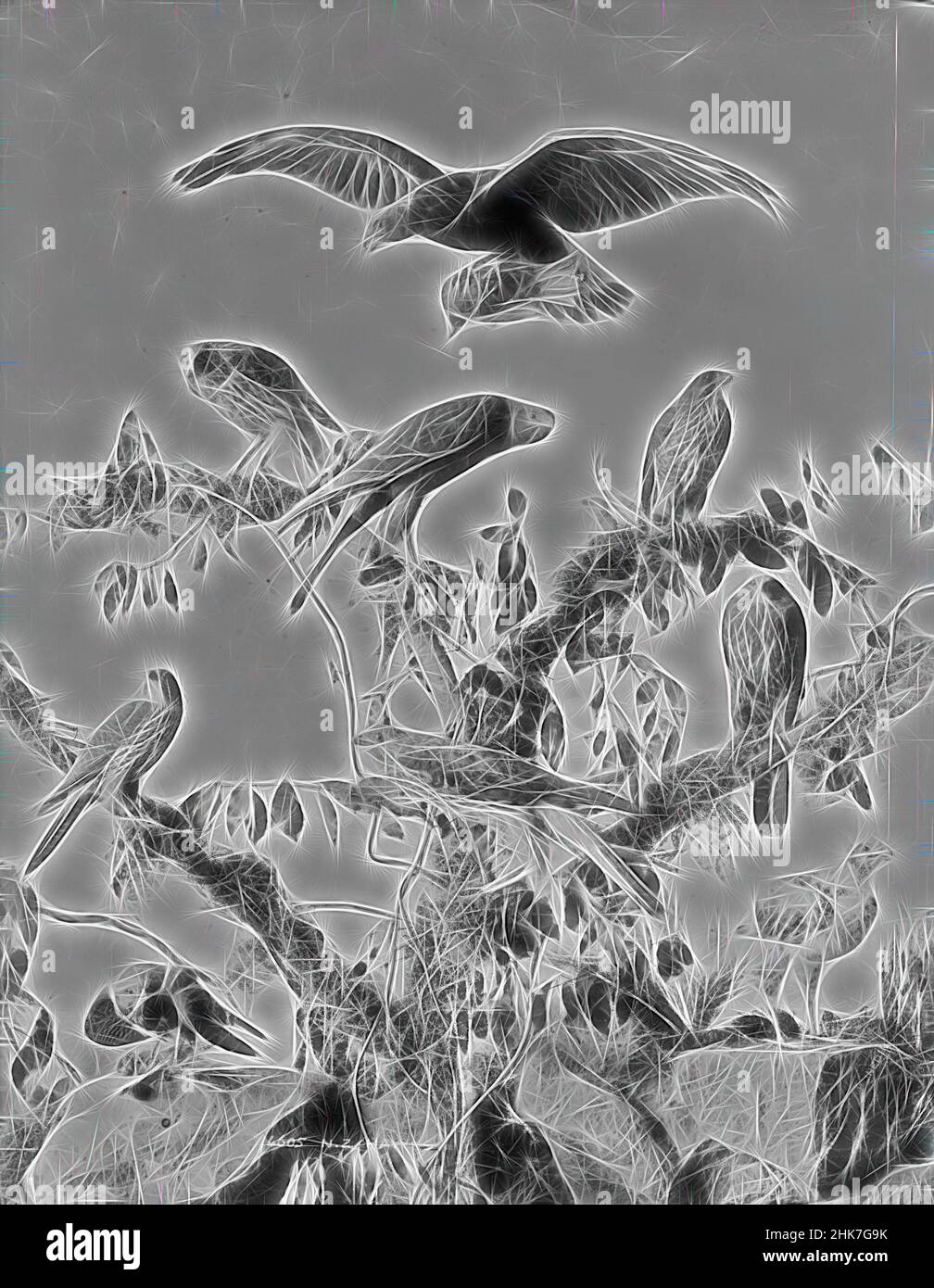 Inspired by New Zealand Hawks, Burton Brothers studio, photography ...