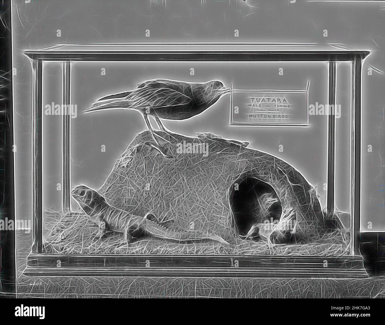 Inspired by [Tuatara and Mutton Birds], Burton Brothers studio ...