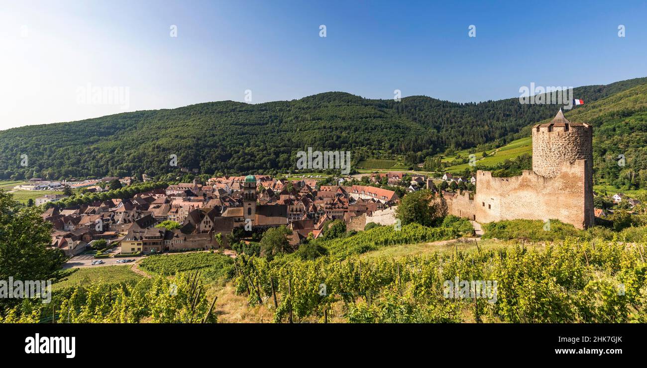 Town view with vineyards and the castle of Kaysersberg, wine village ...