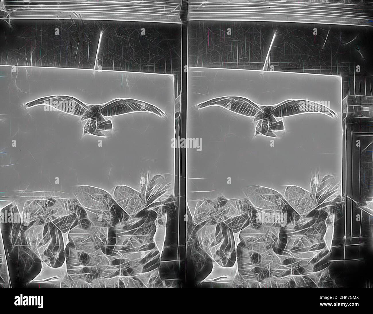 Inspired by Hawk with Tui, Burton Brothers studio, photography studio ...