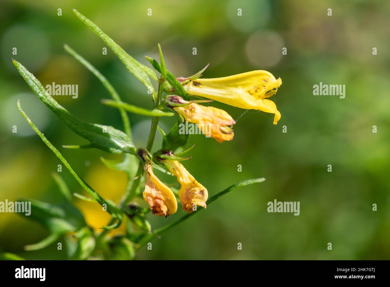 Macro shot of common cow wheat (melampyrum pratense) flowers in bloom ...