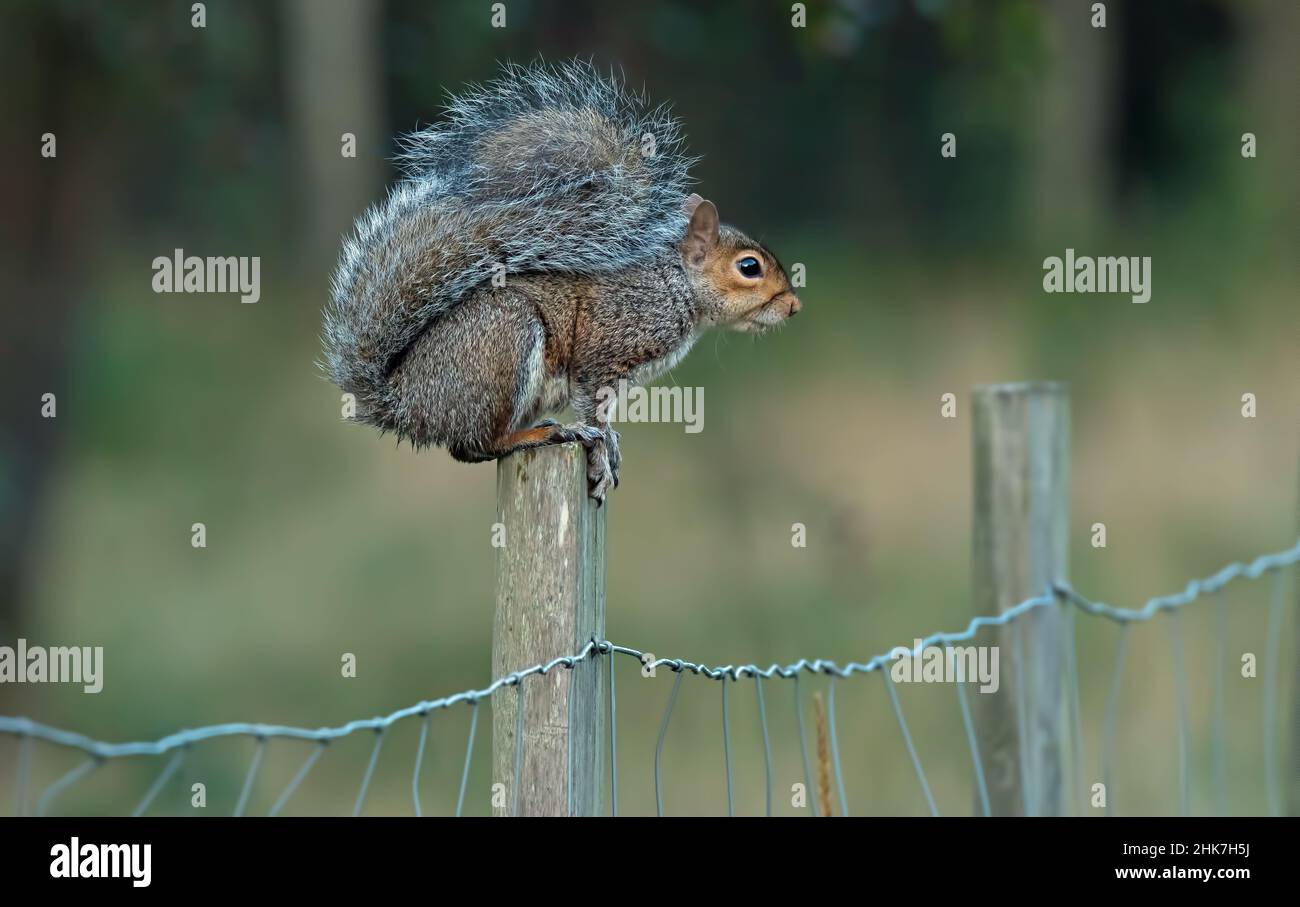 Curled up squirrel hi-res stock photography and images - Alamy