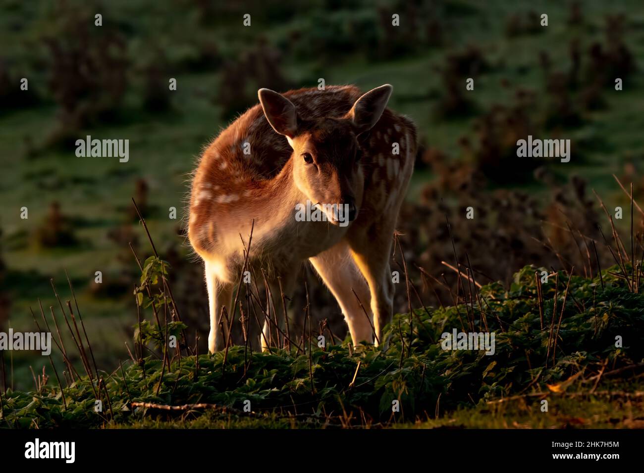 Female fallow doe hi-res stock photography and images - Alamy
