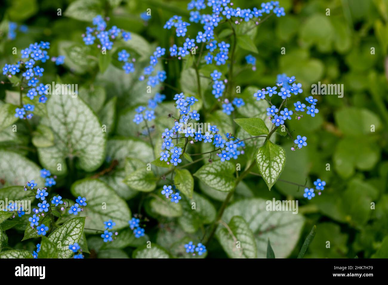 Brunnera macrophylla. Large green leaves and inflorescences with small ...