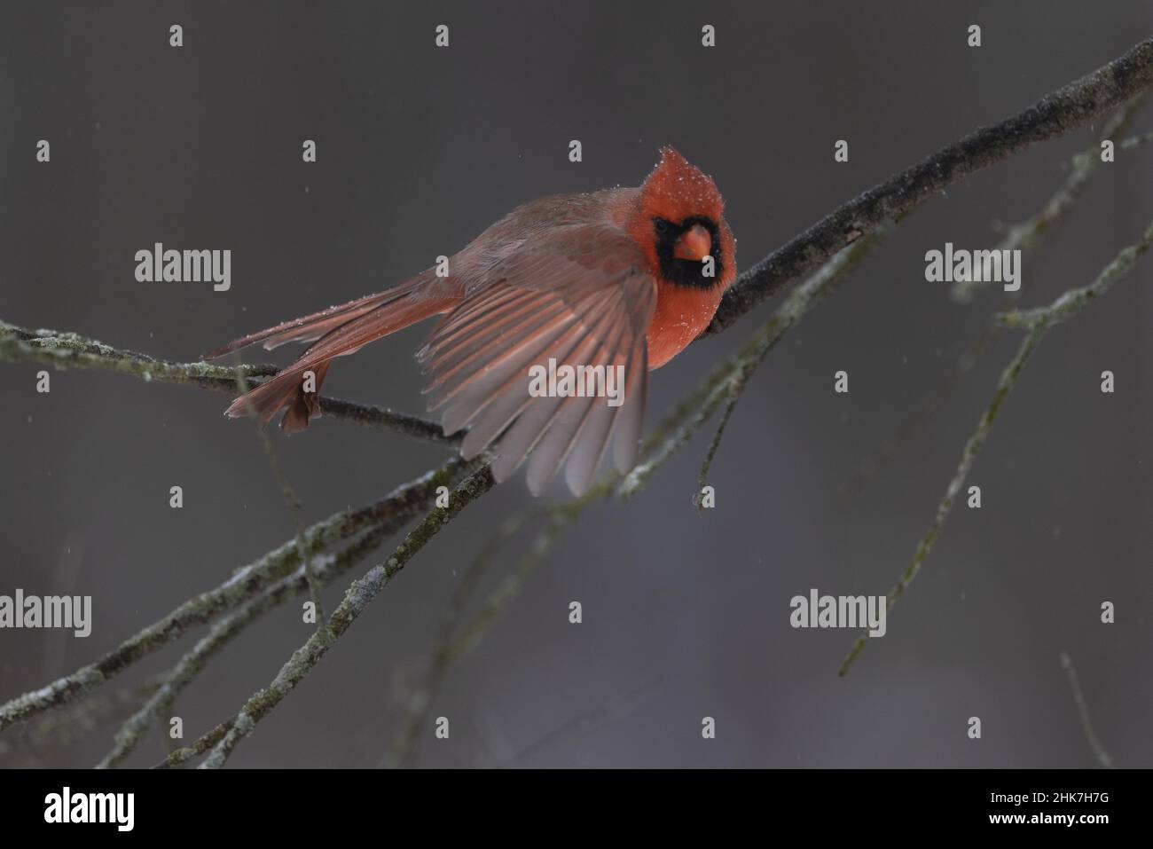 Closeup of a red male cardinal taking off from the branch in winter ...