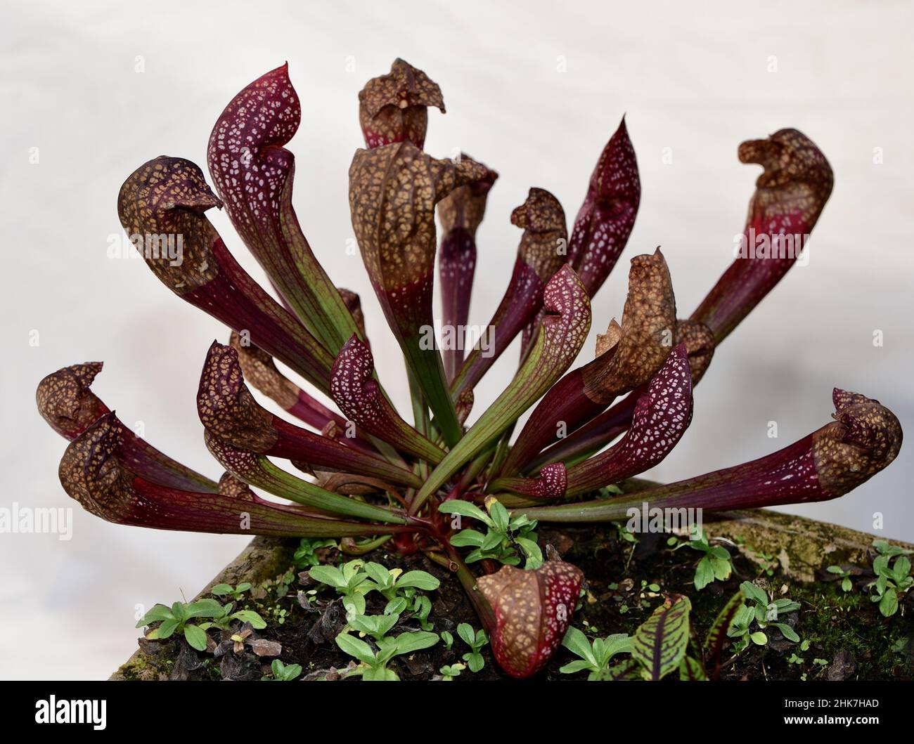 Parrot pitcher hi-res stock photography and images - Alamy