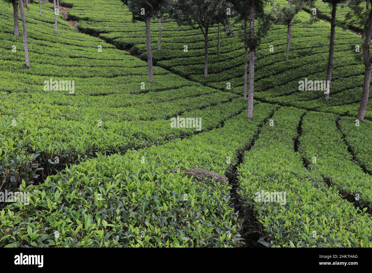Tea plantation with green trees on hillside Stock Photo - Alamy