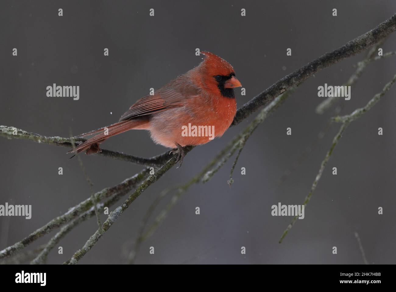 Closeup of a red male cardinal standing on the branch in winter Stock ...