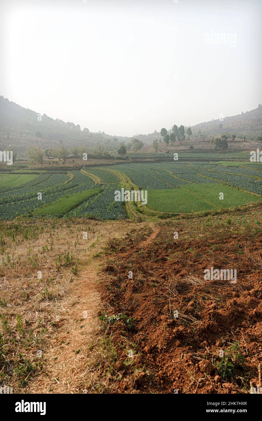 Mixed crop field in the Tuanggyi area, Shan Myanmar Burma Stock Photo ...