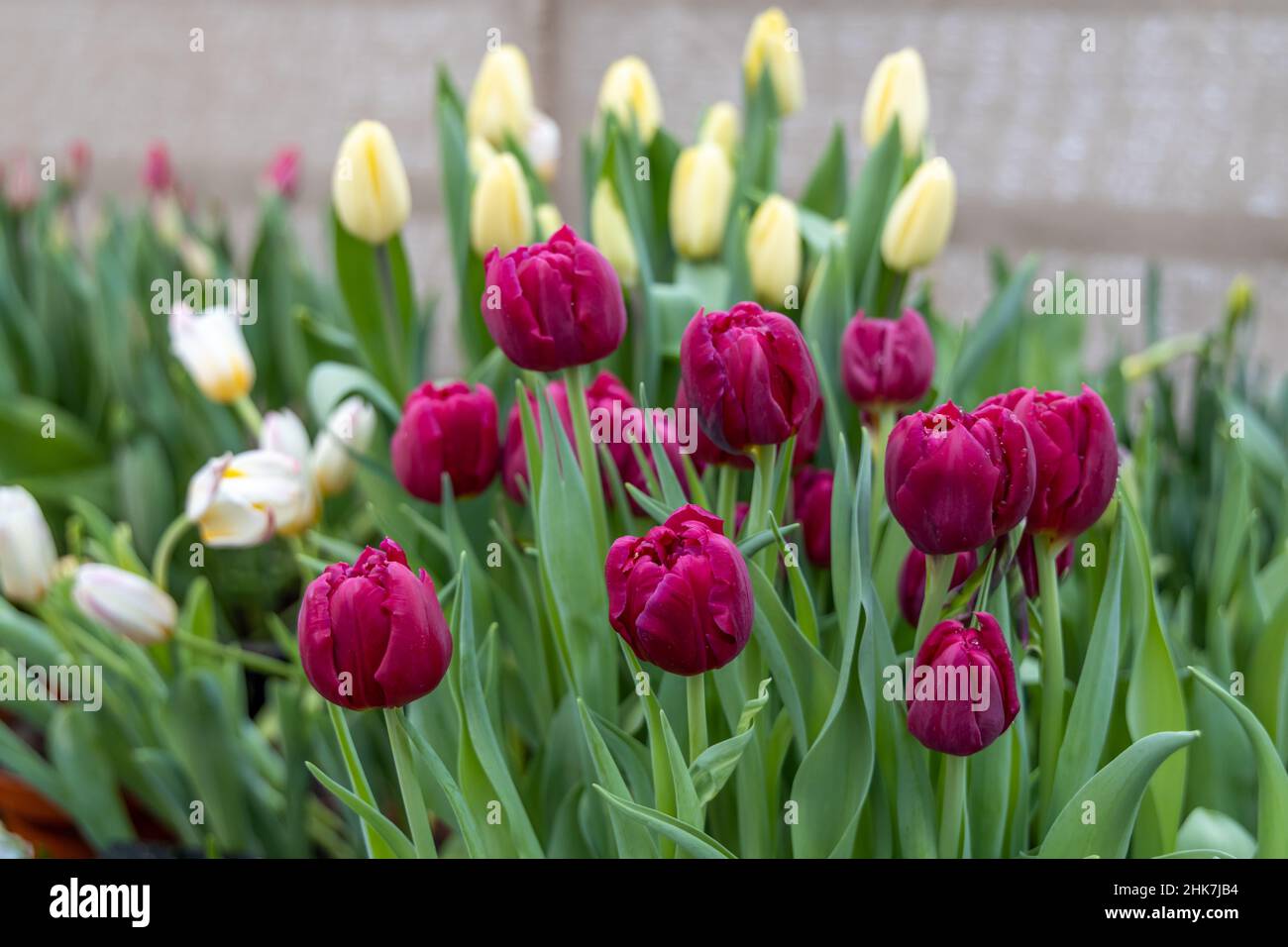 Moscow, Russia. Spring flowers on exhibition in the Botanic Gardens of ...