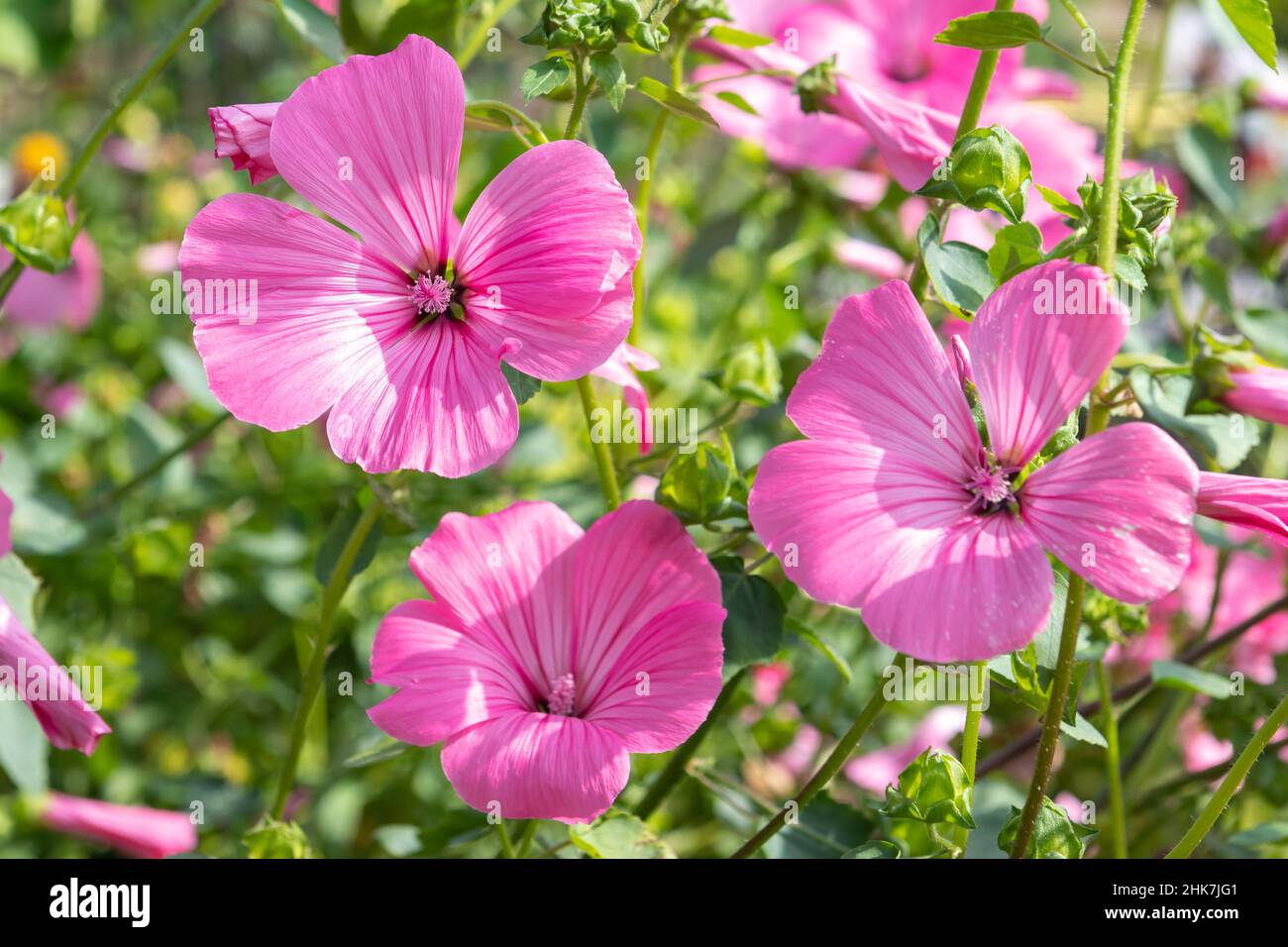 Royal mallow hi-res stock photography and images - Alamy