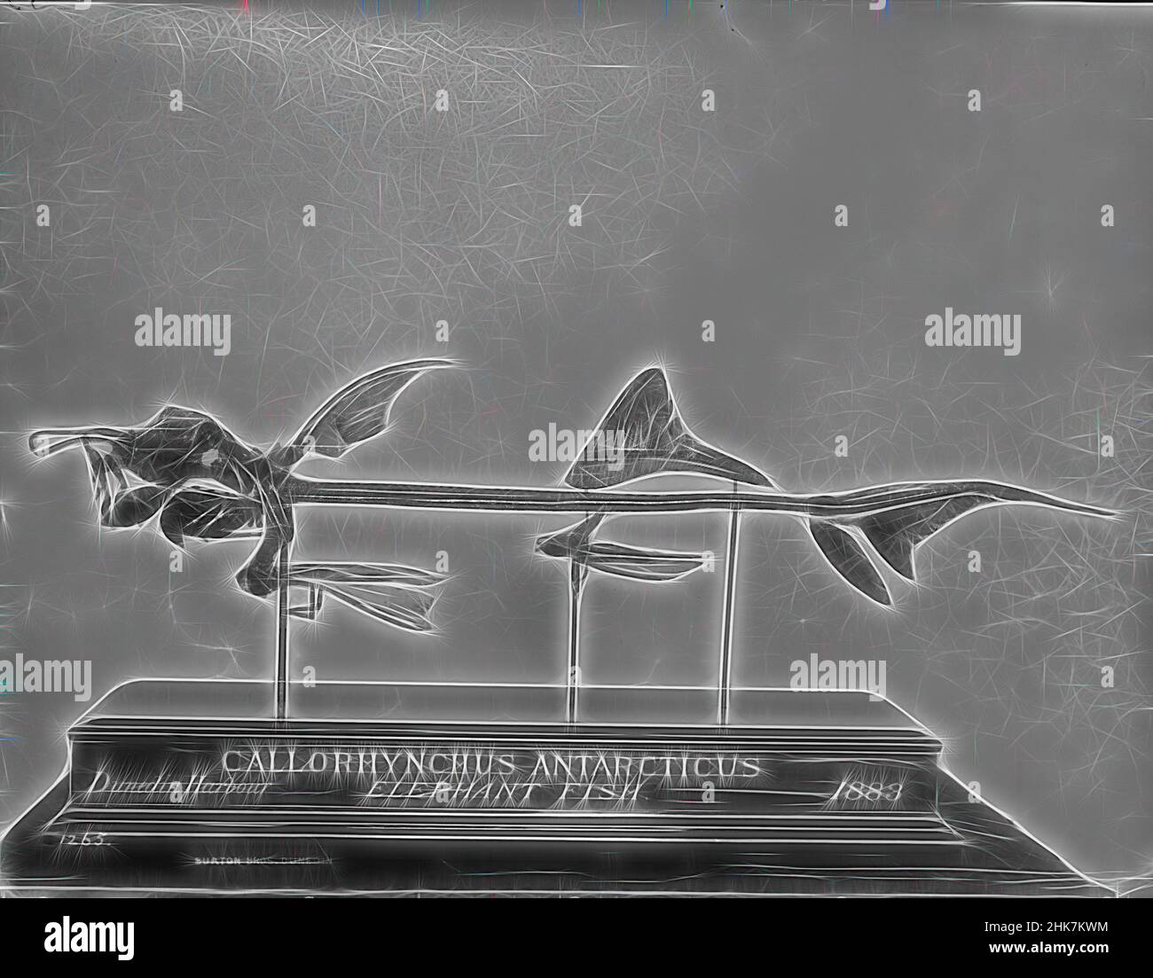 Inspired by Elephant fish skeleton, Burton Brothers studio, photography ...